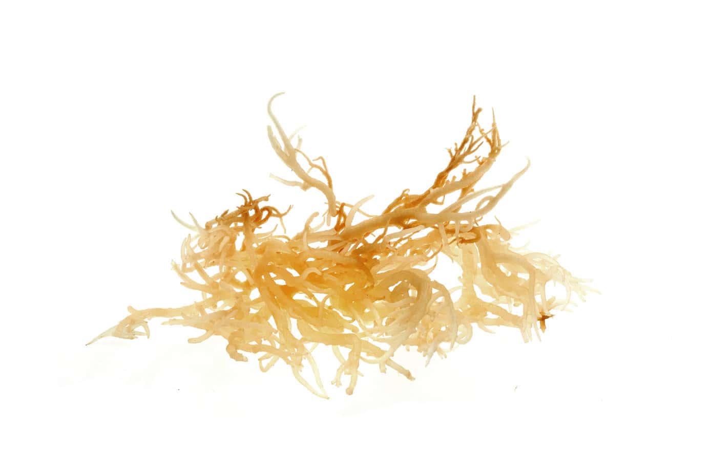 10 Amazing Sea Moss Benefits for Hair